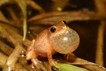 Spring Frog Free Stock Photo - Public Domain Pictures