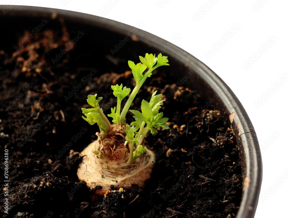 root of parsley vegeyable in poy with soil and green edible sprouts ...