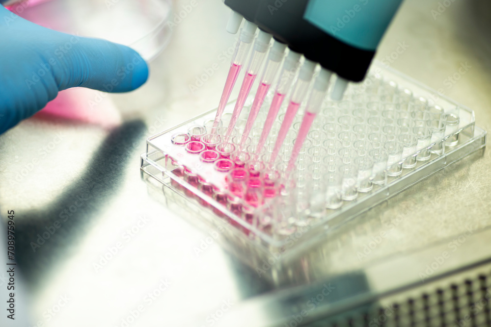 geneticist working with microplate for cells analysis in the genetic ...