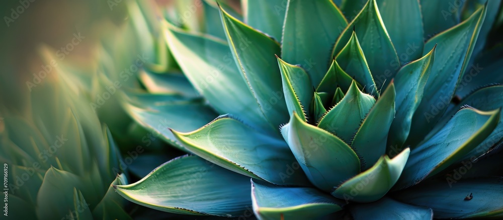 The agave plant offers numerous benefits, such as immune system ...