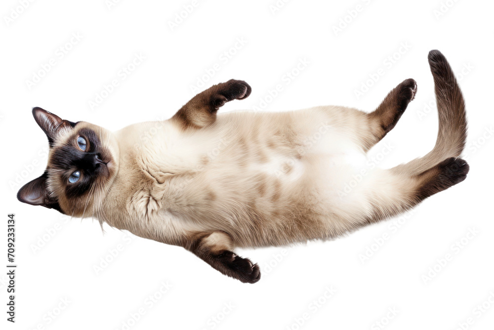 Lying Siamese cat isolated on white or transparent background, top view ...