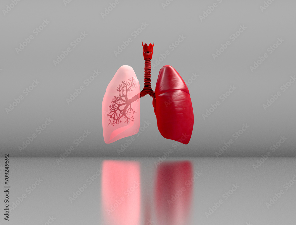 Human lungs 3d illustration. Front view in detail. Right and left lung ...
