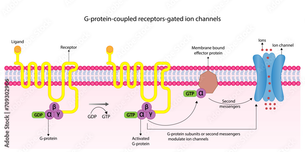 Vector de Stock G protein coupled receptors gated ion channel ...