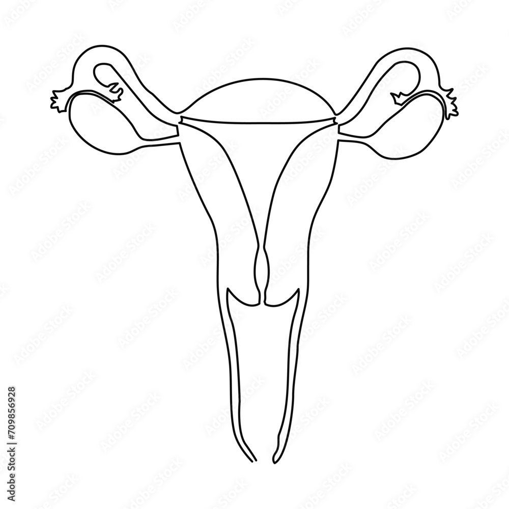 Continuous single one line drawing Uterus and ovaries, organs of female ...