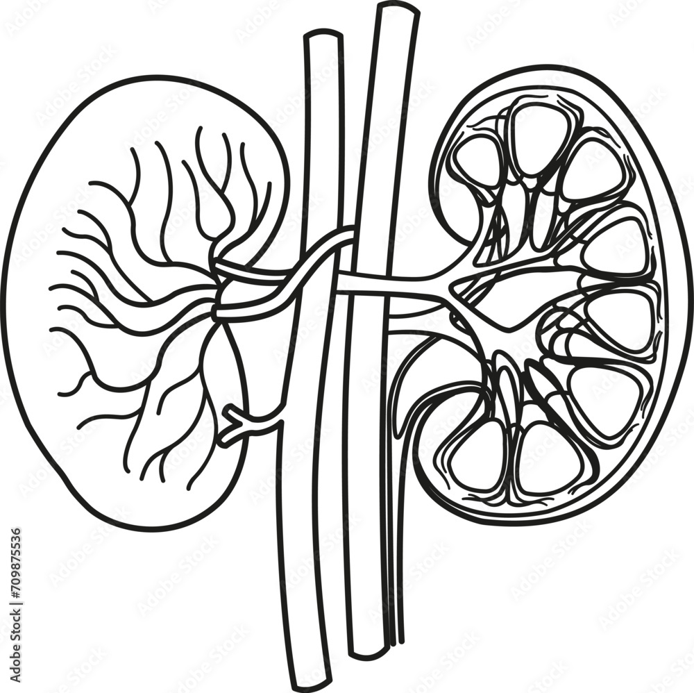 Anatomy of Human Kidneys for Coloring. Concept of the Urinary System ...