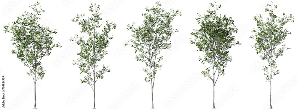 Cutout jungle trees shapes standing collections transparent backgrounds ...