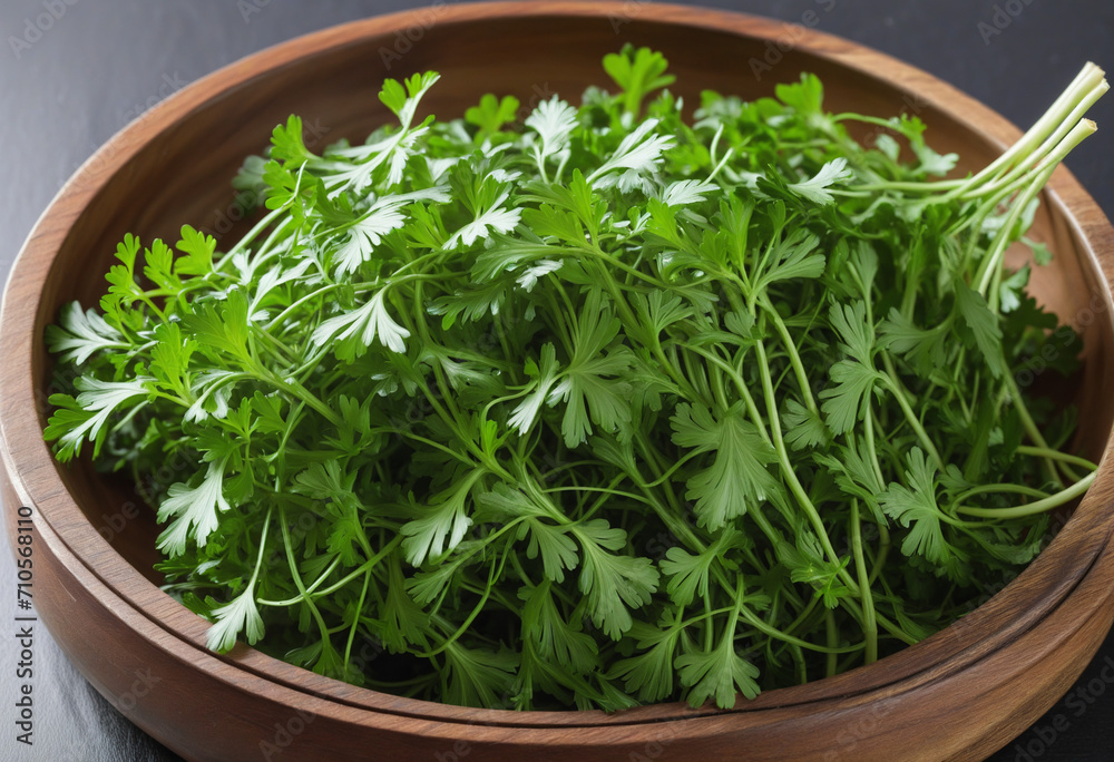 Handpicked cilantro leaves, also known as Chinese parsley or dhania ...
