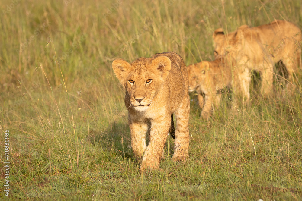 Foto de Stock Lion cubs ( Panthera Leo Leo) following the pride in the ...