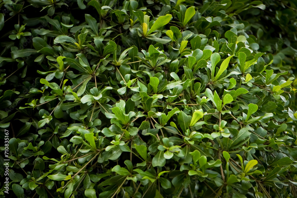 Terminalia mantaly. Green leaves texture from Madagascar almond trees ...