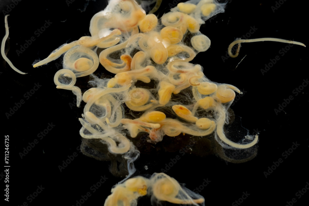 Study of Parasitic helminths (Trematodes) and Ascaris of fishes under a ...