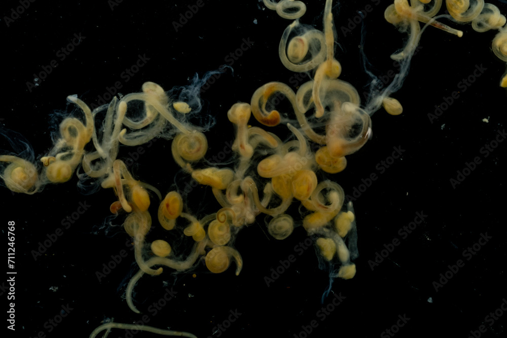 Study of Parasitic helminths (Trematodes) and Ascaris of fishes under a ...