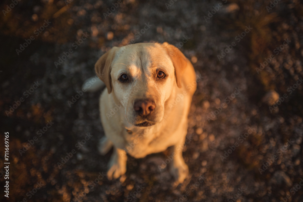 older yellow labrador retriever dog sitting looking up at the camera at ...