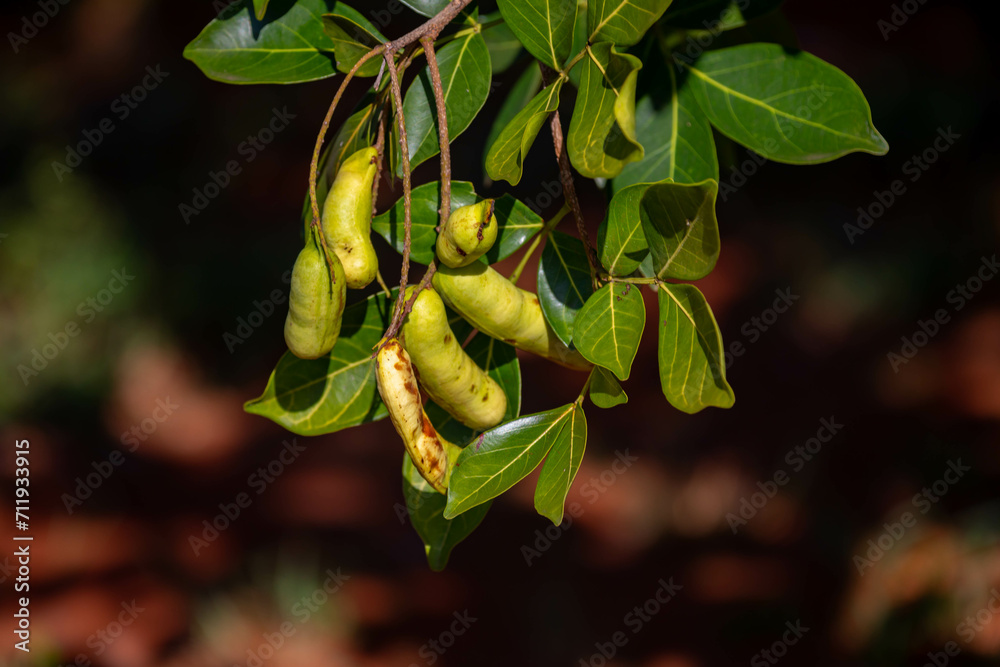 Ripe Inga laurina is a endemic tree of the Fabaceae family native to ...