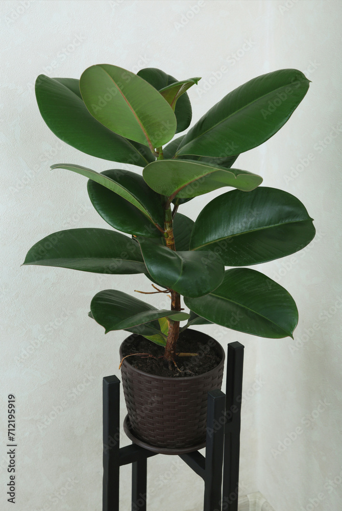 Ficus elastica robusta houseplant, commonly known as a rubber tree ...