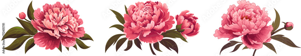 Peony flower icon set. Peonies collection on transparent background ...