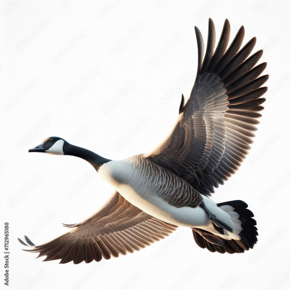 Branta canadensis, Canadian goose, Canada goose, geese, ganso ...