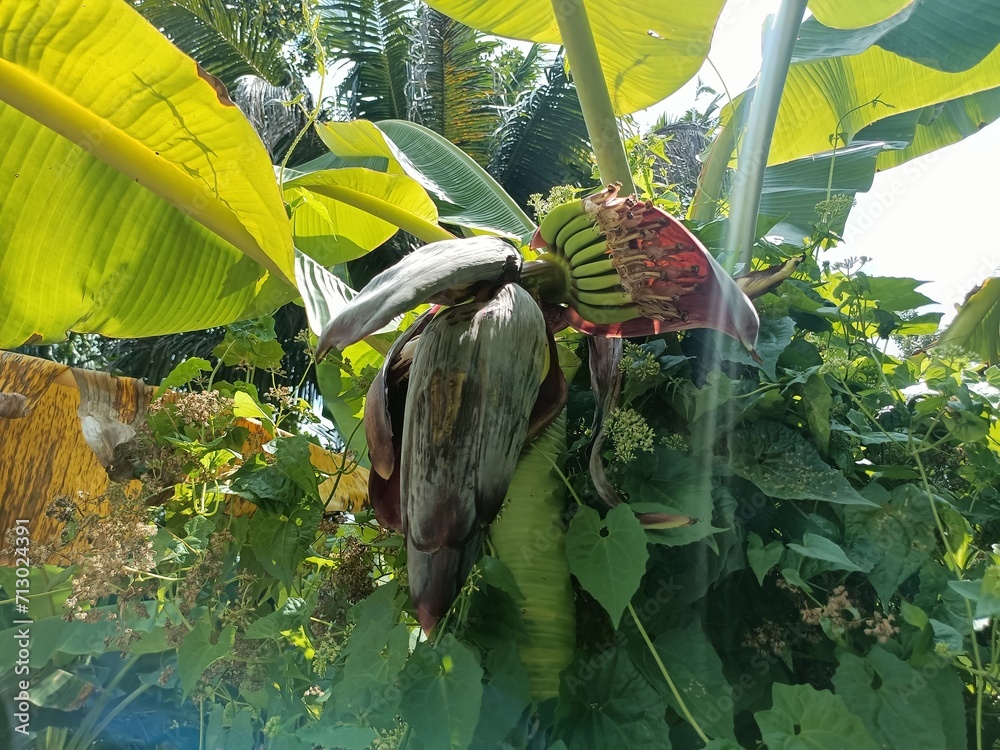 Banana or Pygmy Shrew, Musa acuminata, Musa balbisiana, banana flower ...