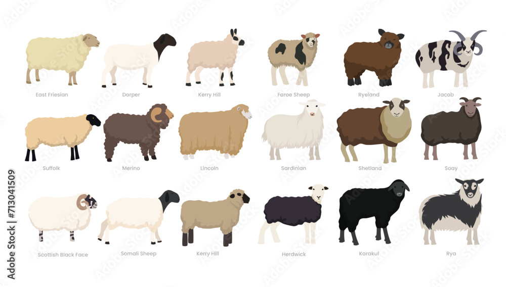 Stock-Vektorgrafik „Different types of sheep set collection, breeds of ...