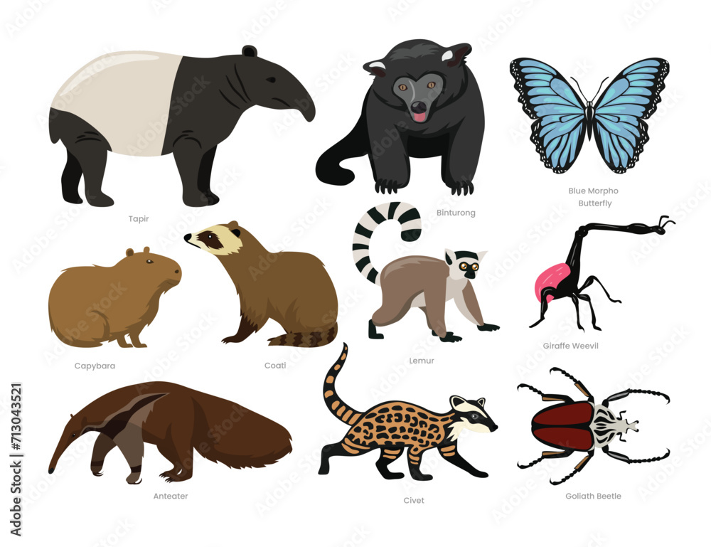 Different types of Rainforest Animals set cartoon collection, various ...