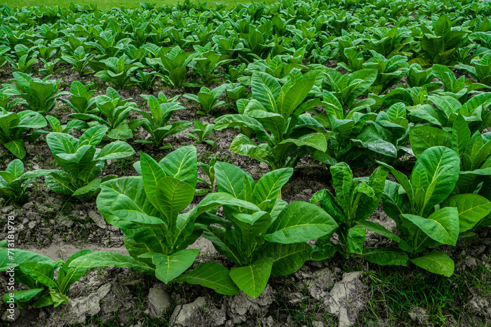Field of tobacco. tobacco plantation, tobacco cultivation in Bangladesh ...