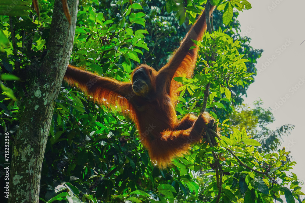 Female orangutan whilst hanging from a tree with wide spread arms and ...