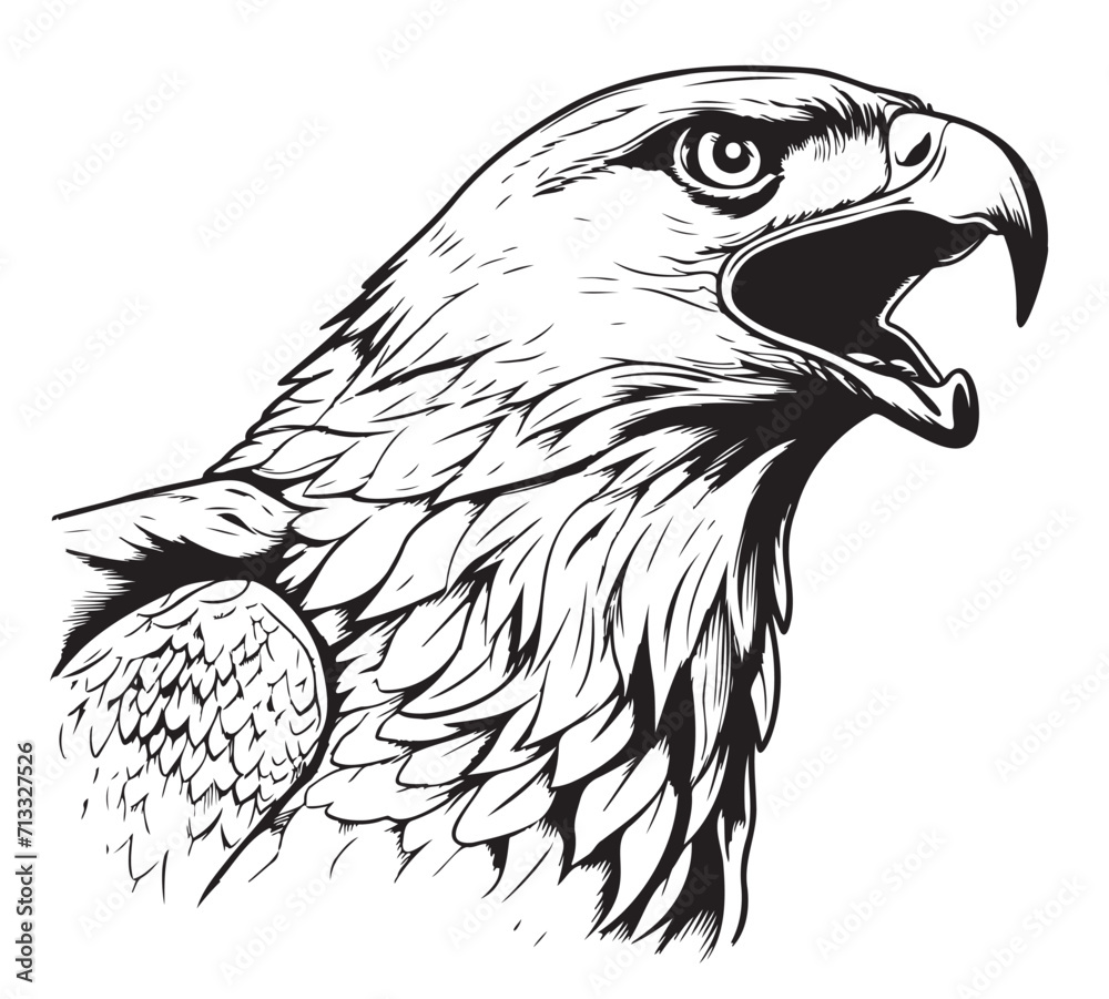 Vector antique engraving drawing illustration of falcon head isolated ...