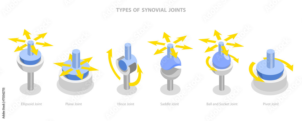 3D Isometric Flat Conceptual Illustration of Types Of Synovial Joints ...