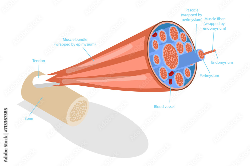 3D Isometric Flat Conceptual Illustration of Skeletal Muscles ...