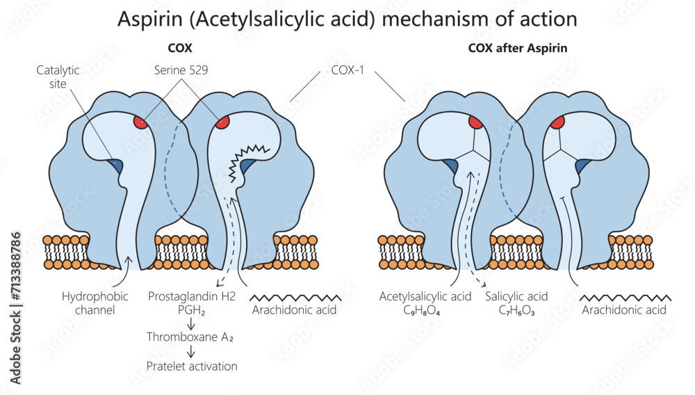 acetylsalicylic acid aspirin mechanism of action diagram hand drawn ...