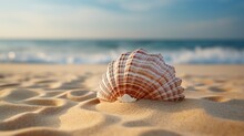 Beach Sand Surrounds Shell Free Stock Photo - Public Domain Pictures