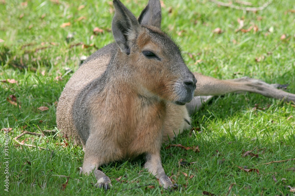 The capybara is the world's largest rodent, and the word "kapivar ...