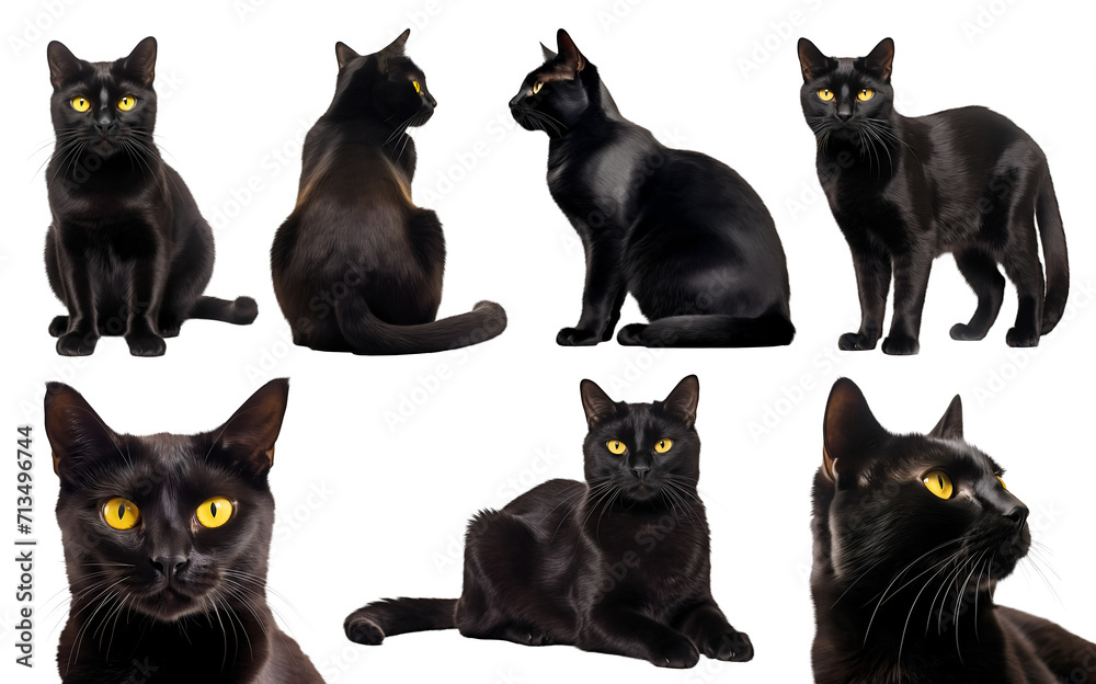 Bombay cat kitten kitty many angles and view portrait side back head ...