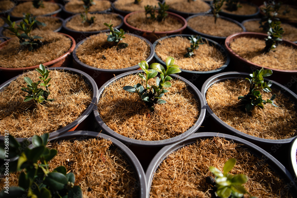 Pots with plants, small tree grown in A garden greenhouse. A hand ...