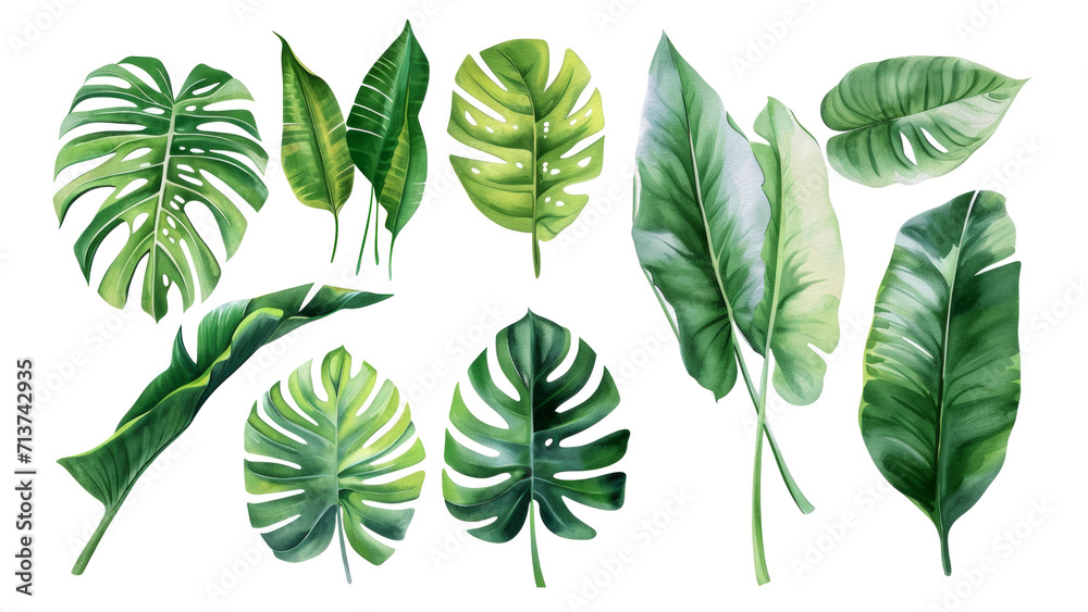 Photo Stock Set Collection Watercolor tropical leaves Modern green ...