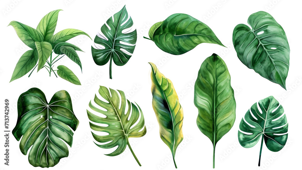 Photo Stock Set Collection Watercolor tropical leaves Modern green ...
