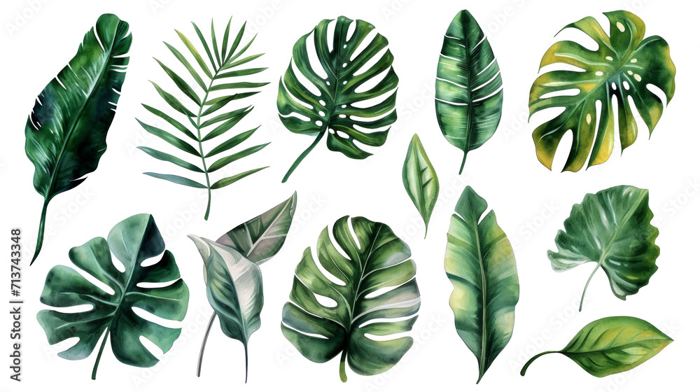 Photo Stock Set Collection Watercolor tropical leaves Modern green ...