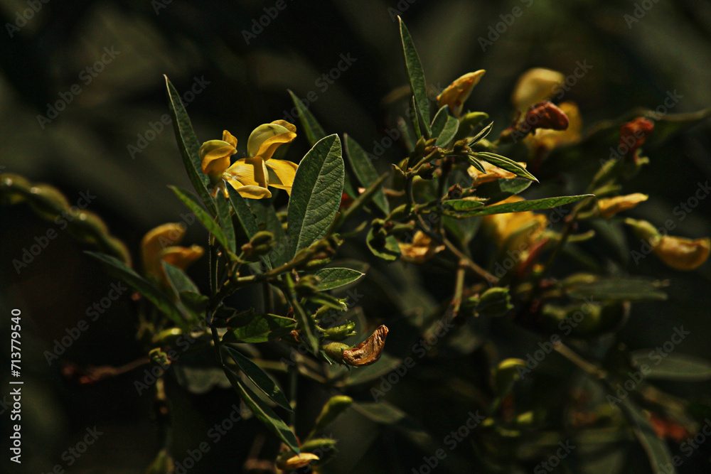 Pigeon peas, also known as green tuvar, tuwar, gandules or Cajanus ...