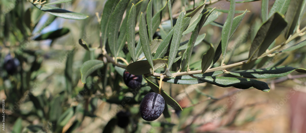 Macro shot of olive trees in garden of village house where organic ...