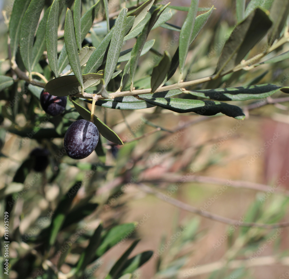 Macro shot of olive trees in garden of village house where organic ...