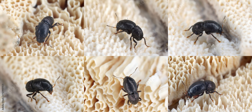 Talpella atra, tiny beetle in the family Anthribidae. An endemic ...