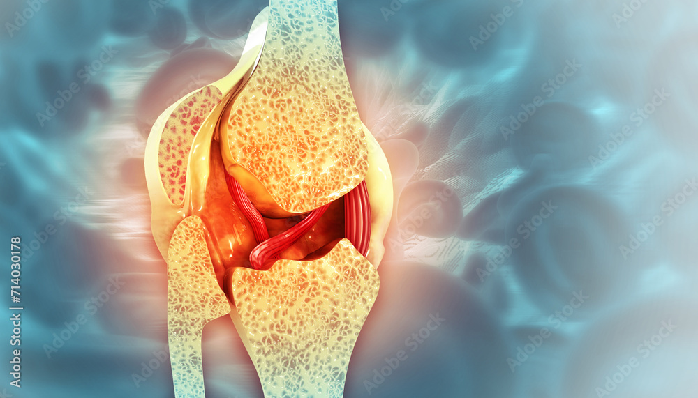 Knee joint with healthy cartilage, cross section. 3d illustration Stock ...