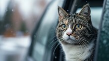 Cat's Head Looking In Window Free Stock Photo - Public Domain Pictures
