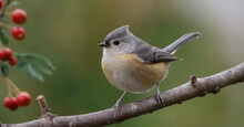 Tufted Titmouse In Tree Close-up Free Stock Photo - Public Domain Pictures