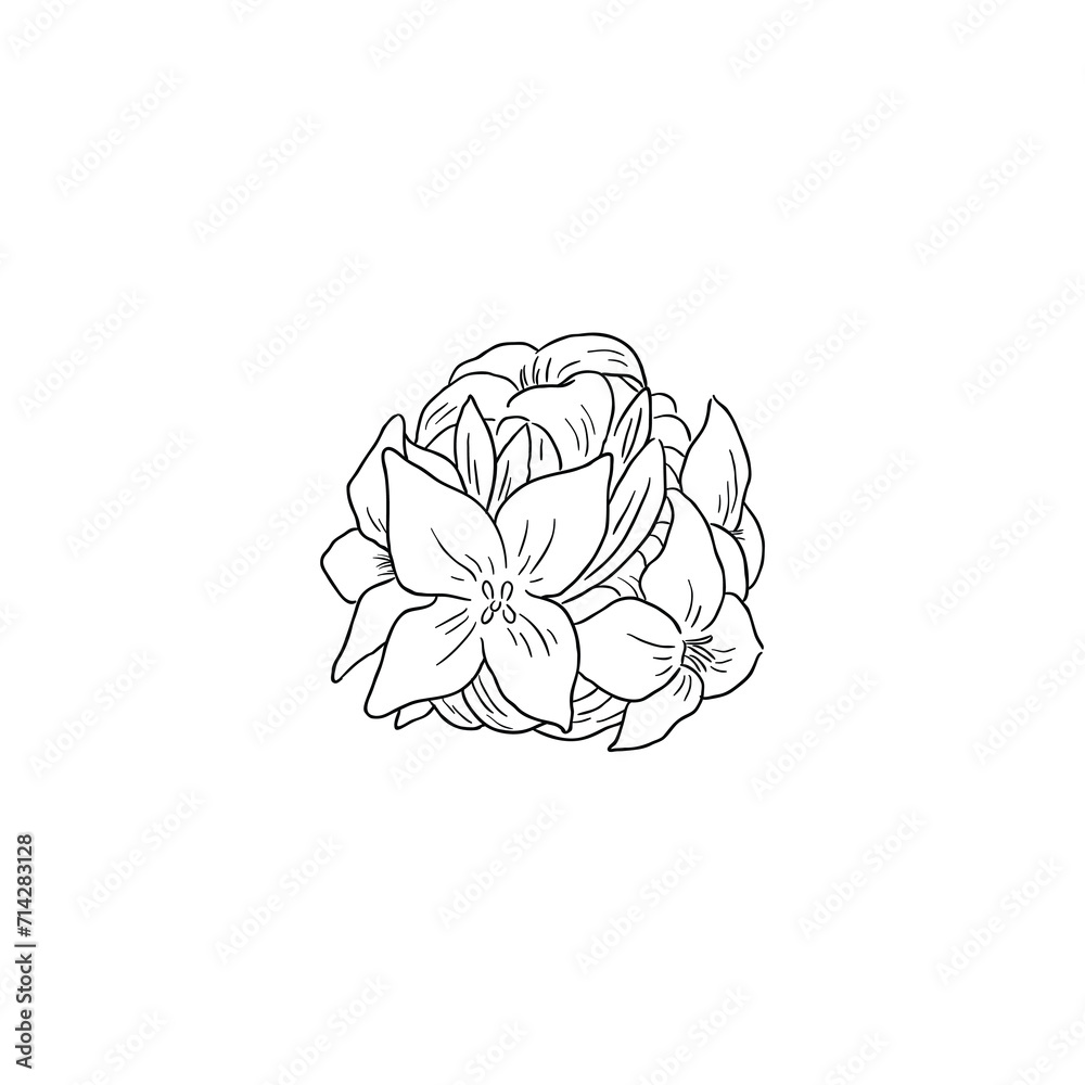 Black Line Art Daphne odora Flower in Hand Drawing Vector Art. Winter ...