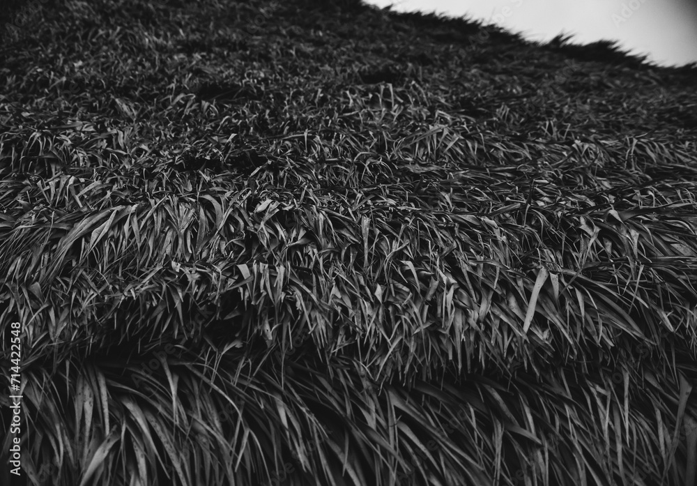 Thatch straw roof texture Stock Photo | Adobe Stock