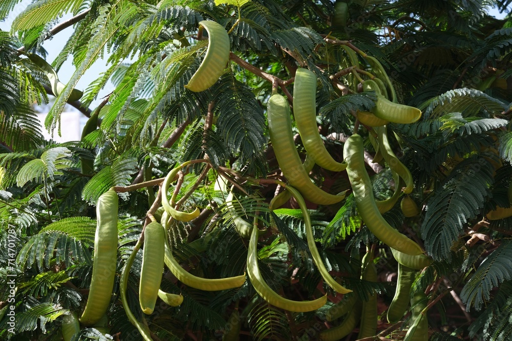Delonix regia (Also called pohon Semarak Api, Flamboyan, royal ...
