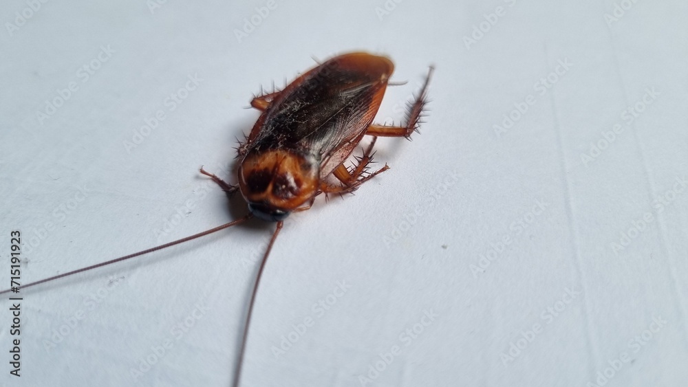 Cockroach on textured white background. Dead cockroach isolated ...