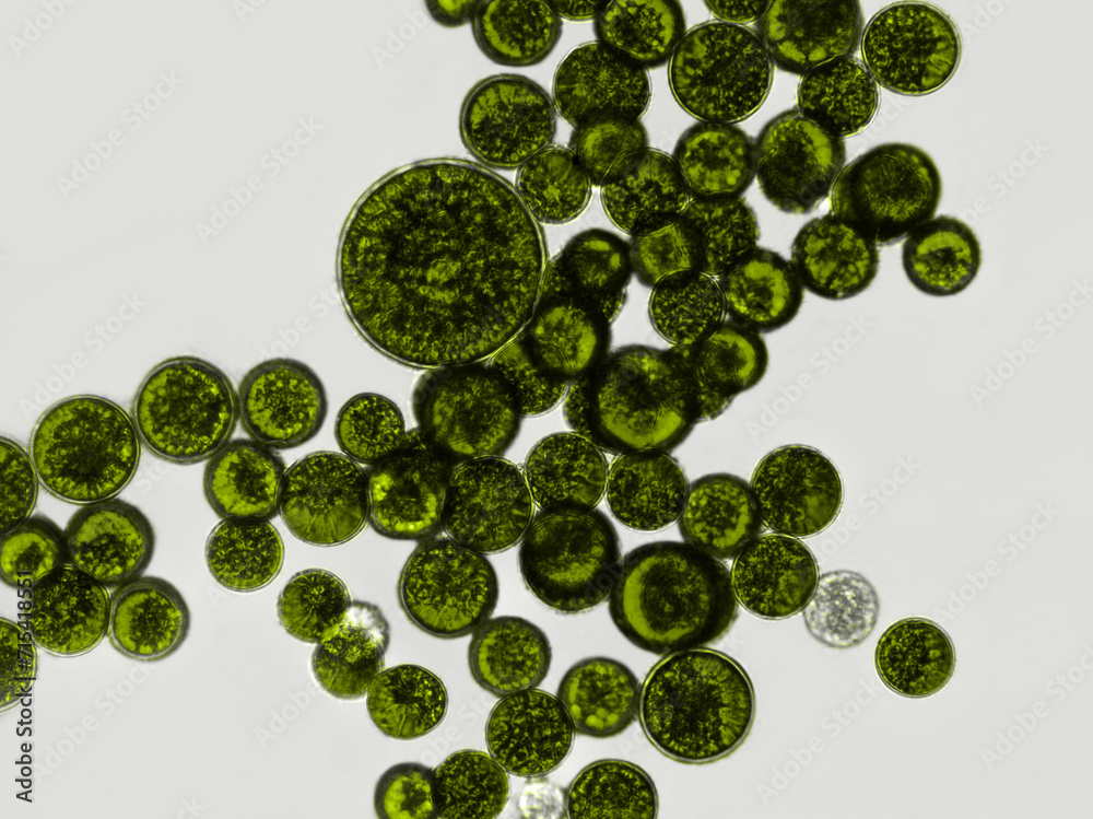 Probiotics, bacteria on white background. Bacteria and microorganisms ...