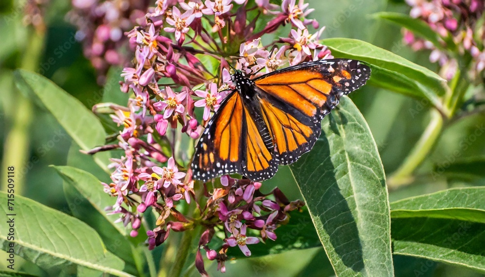 swamp milkweed asclepias incarnata in bloom with a monarch butterfly ...