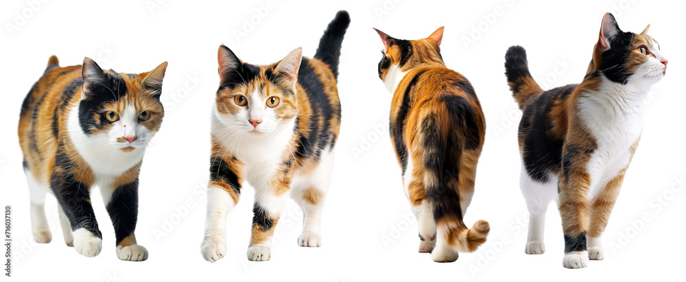 Collage of calico cat walking in different positions. Isolated over ...